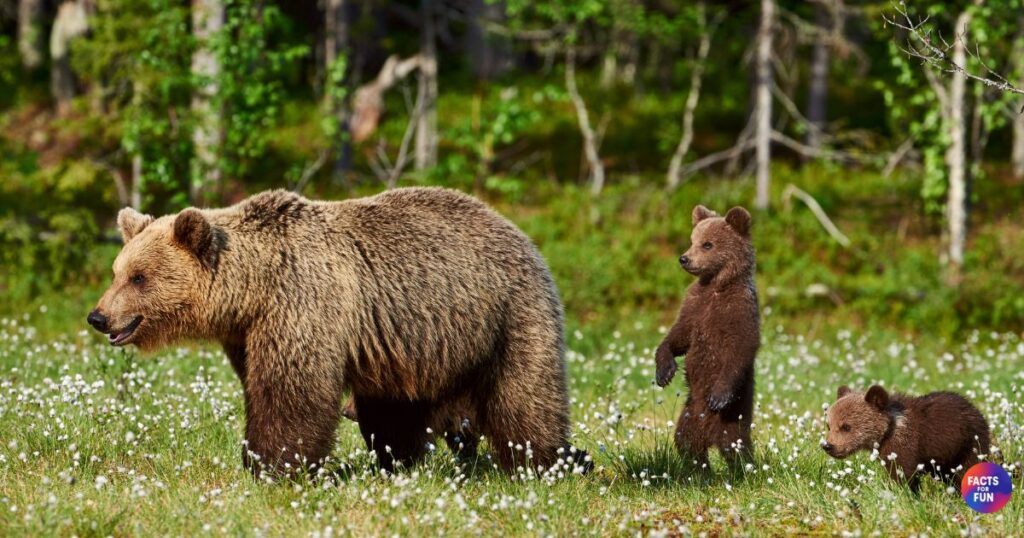 30+ Fun Facts About Bears: Species, Behavior, and Skills