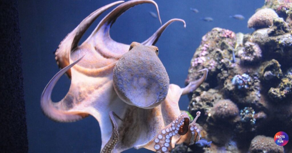 15 Amazing and Surprising Facts About Octopuses
